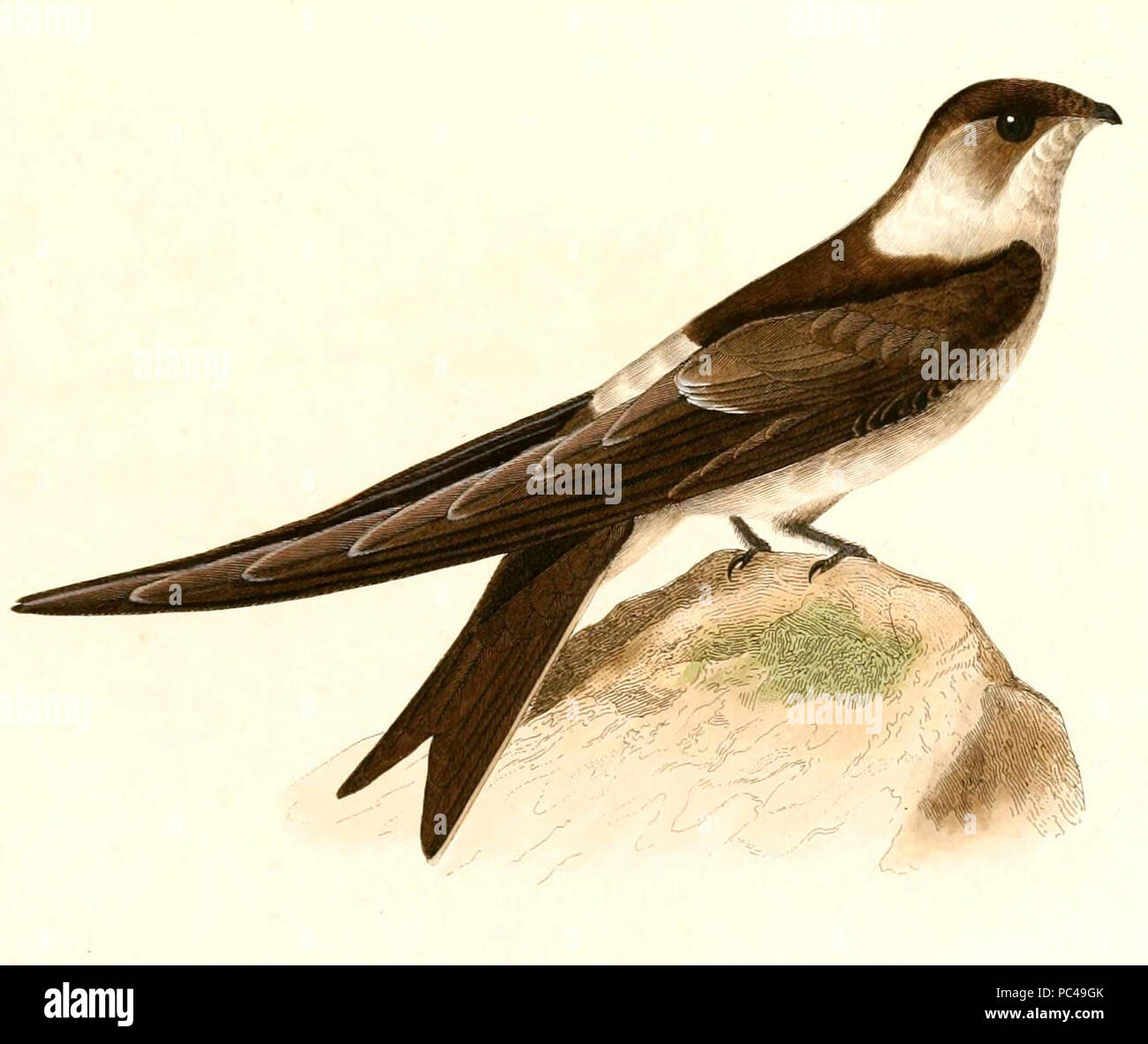 Aeronautes andecolus 1847 Stock Photo - Alamy