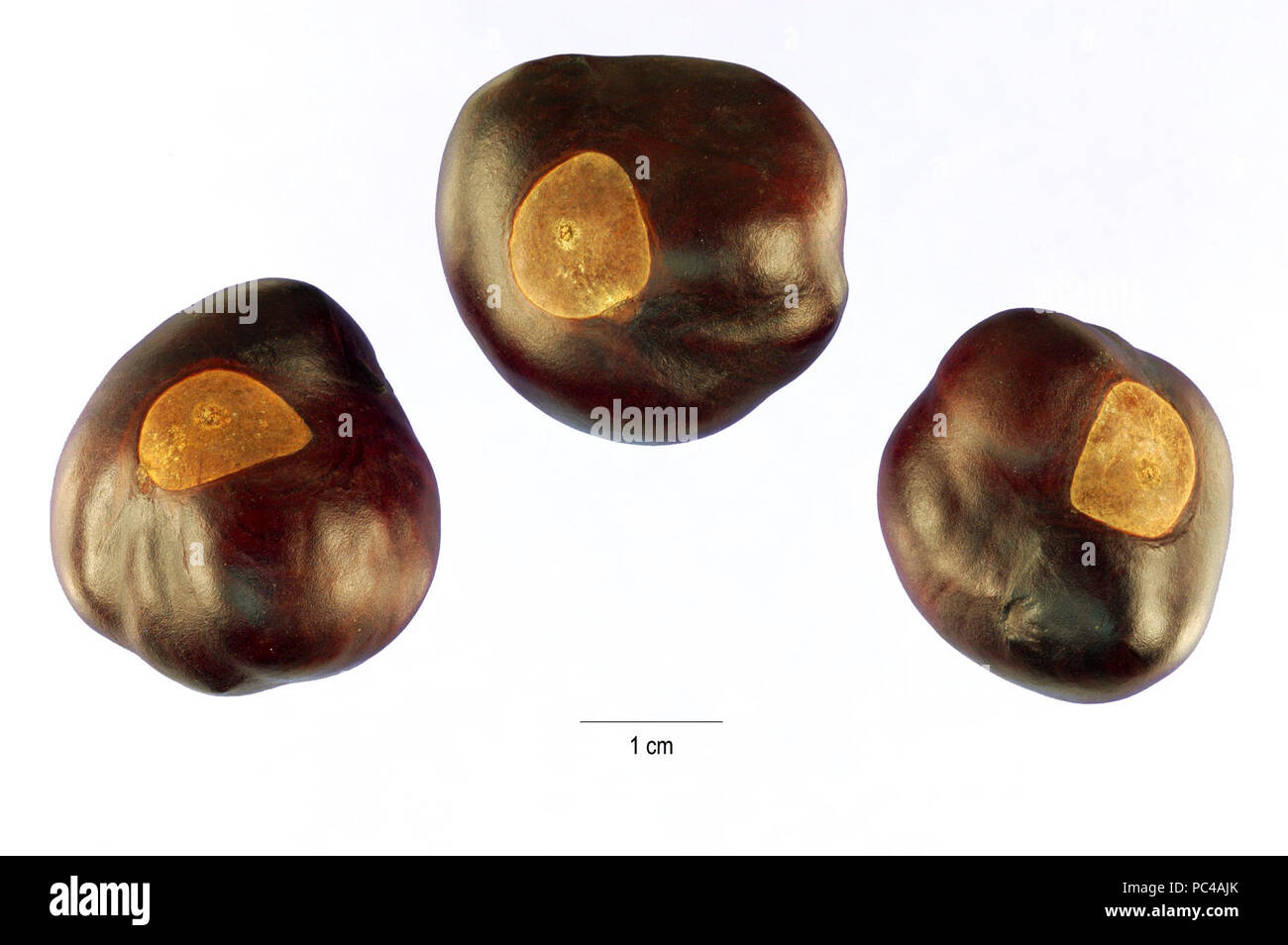 Aesculus glabra seeds Stock Photo - Alamy