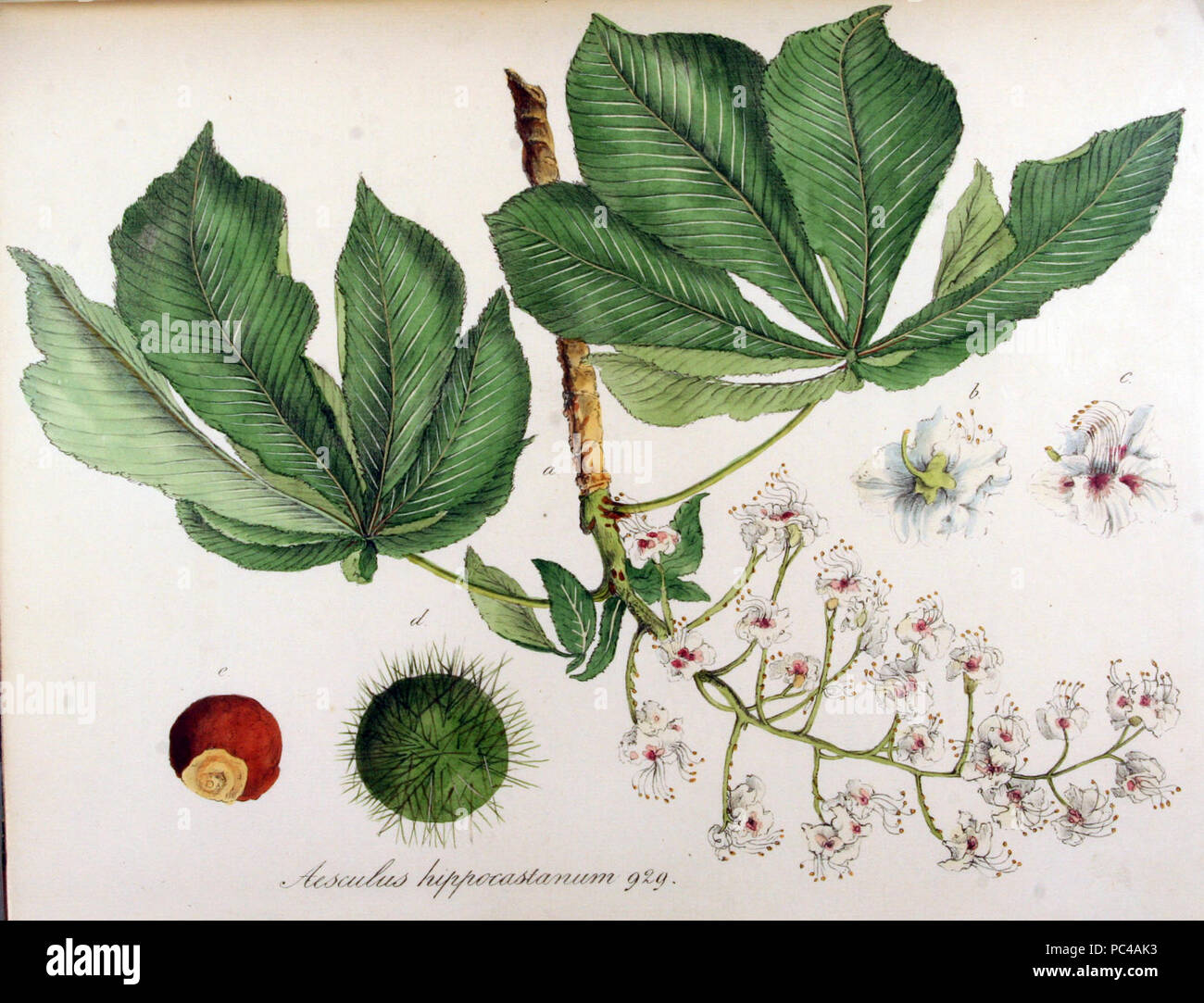 Aesculus hippocastanum — Flora Batava — Volume v12 Stock Photo - Alamy