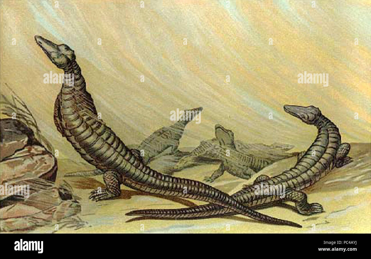 Aetosaurus hi-res stock photography and images - Alamy