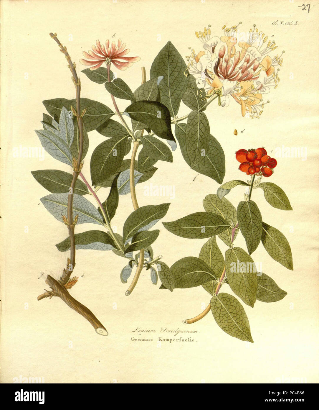 Afbeeldingen der fraaiste, meest uitheemsche boomen en heesters (Plate ...