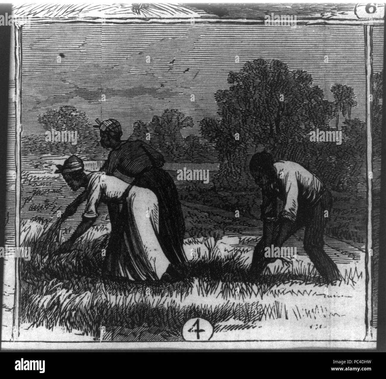 African rice plantation hi-res stock photography and images - Alamy