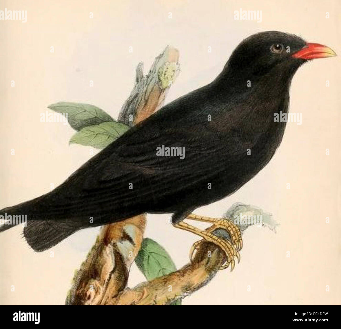 African River Martin Hartlaub (cropped Stock Photo - Alamy