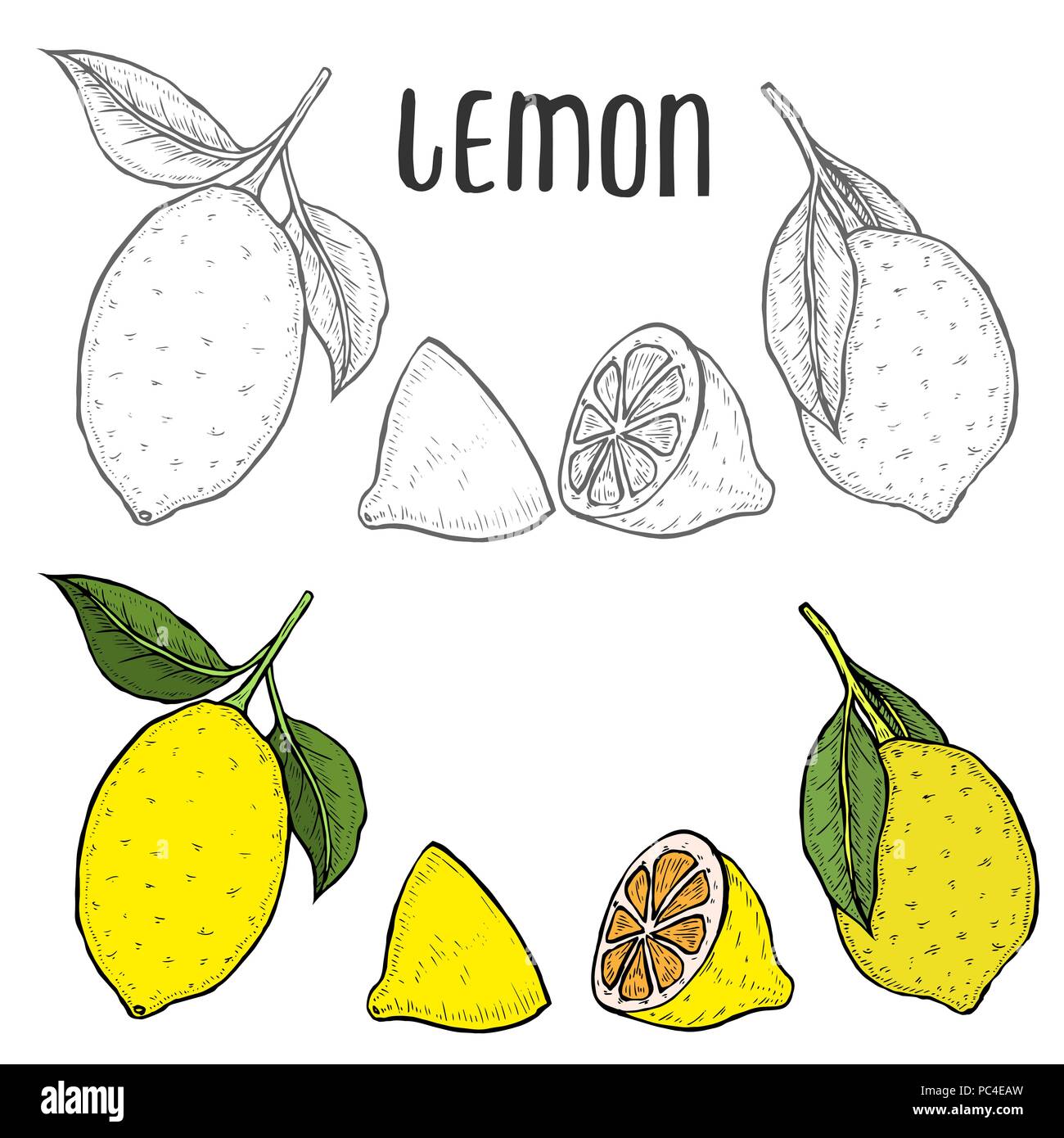 Whole lemon, sliced pieces, half, leafe and seed sketch. Fruit engraved ...