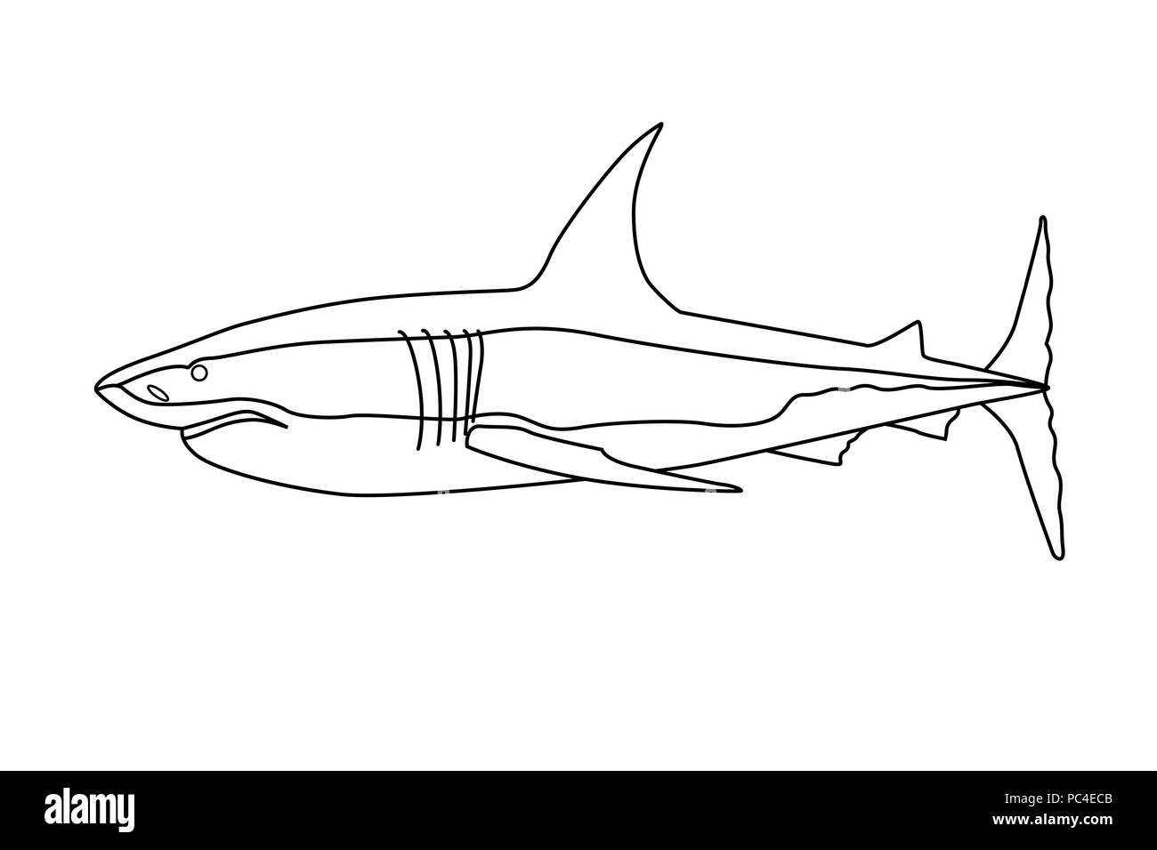 Predatory fish shark sketch illustration to engraving style Stock ...