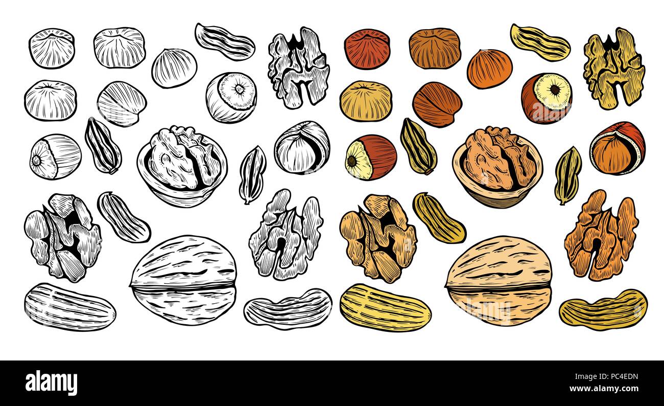 Great collection of highly detailed hand drawn nuts. Isolated Vector ...