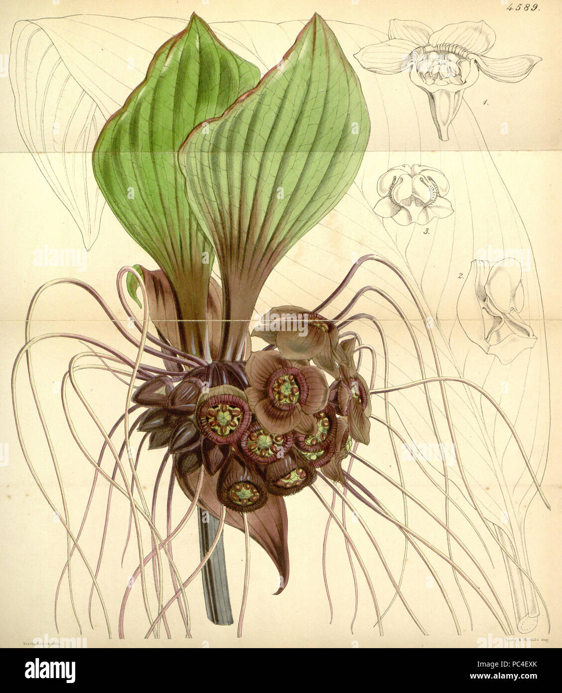 Tacca integrifolia hi-res stock photography and images - Alamy