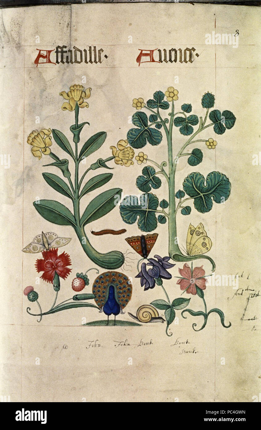 601 The Tudor pattern book MS. Ashmole 1504 02 Stock Photo - Alamy