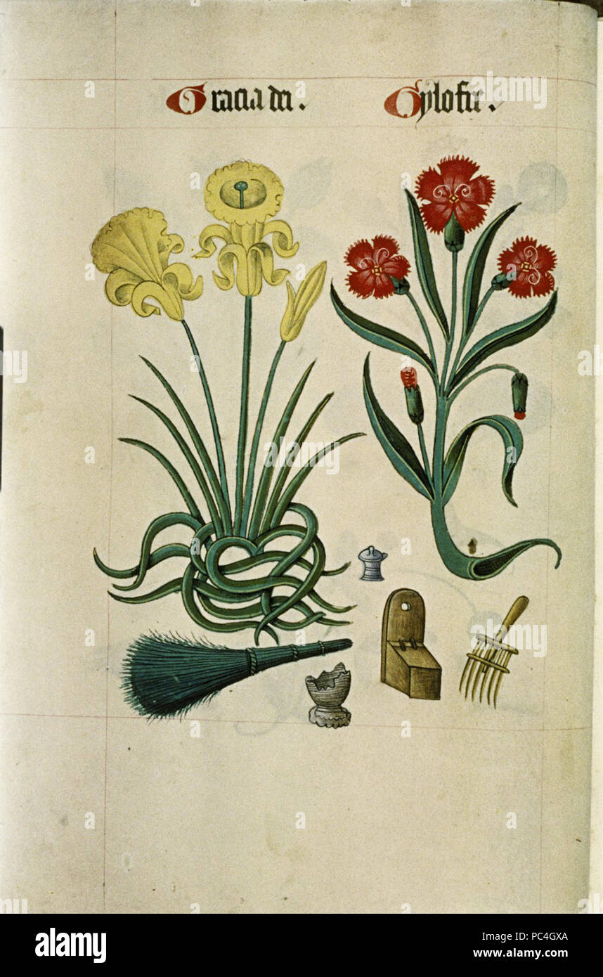 601 The Tudor pattern book MS. Ashmole 1504 15 Stock Photo - Alamy