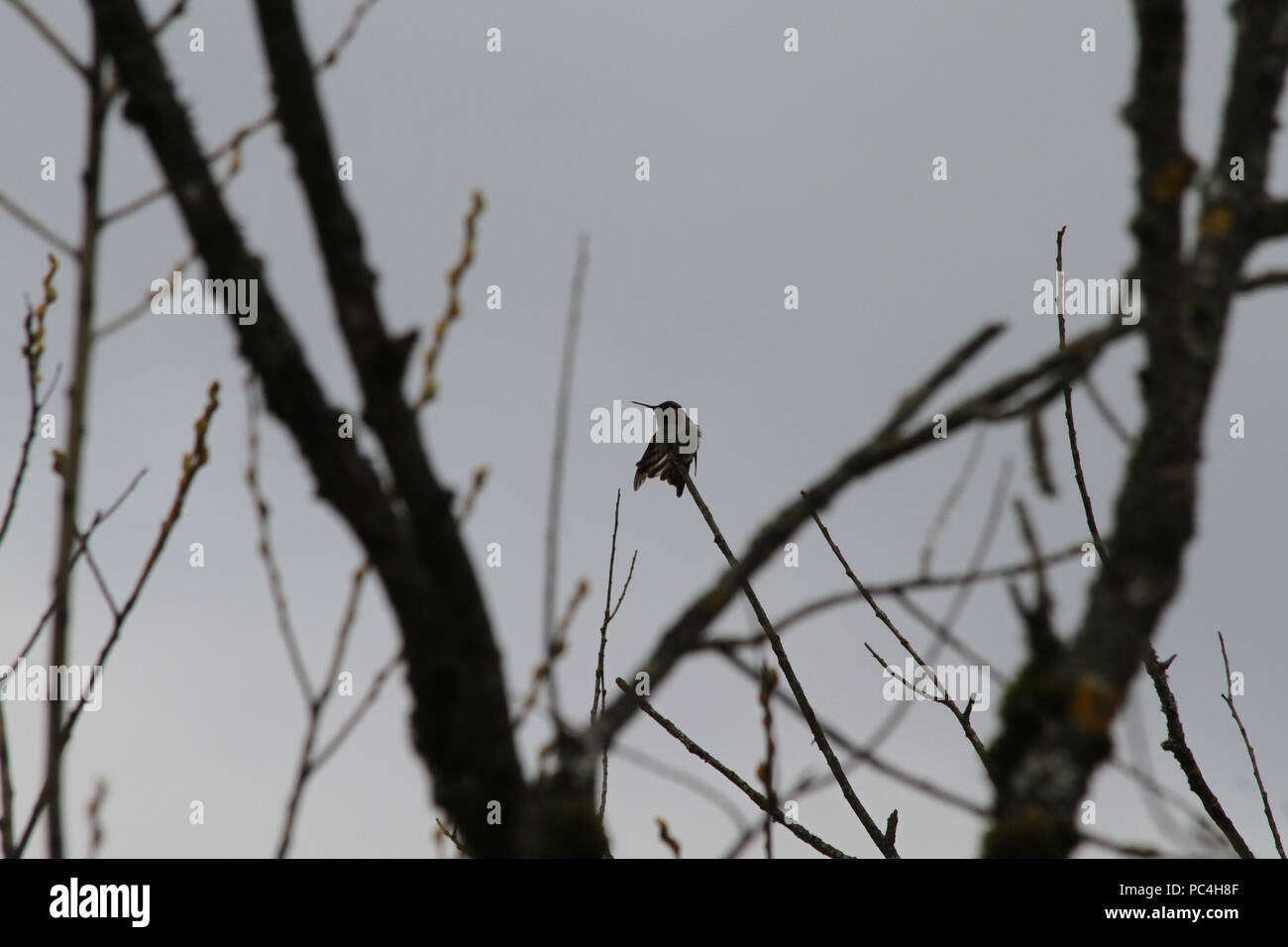 A hummingbird perching on a branch on a spring day Stock Photo - Alamy