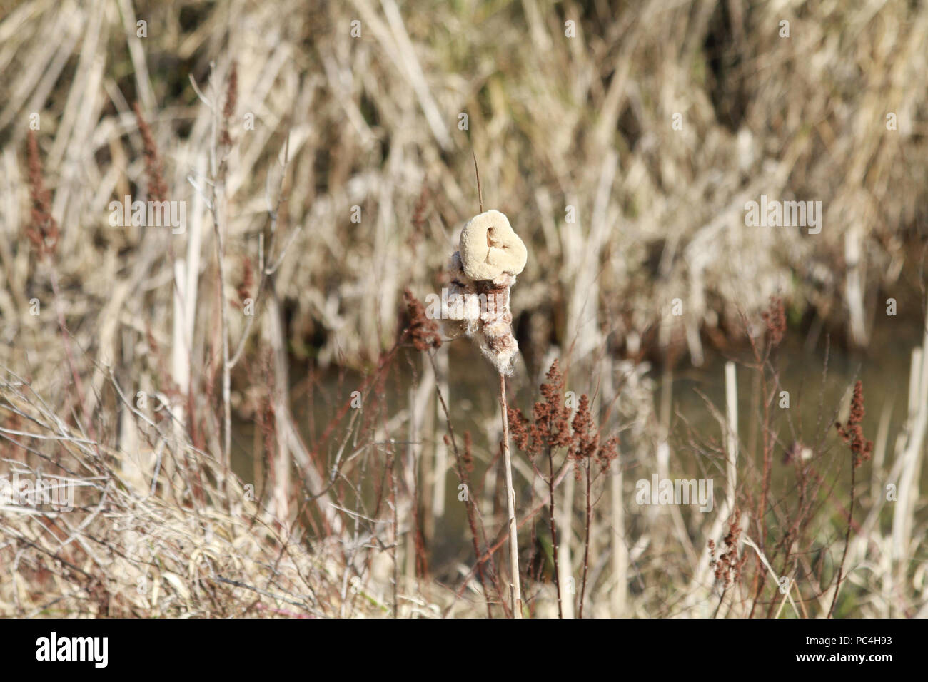 A closeup of a bullrush in a meadow Stock Photo - Alamy