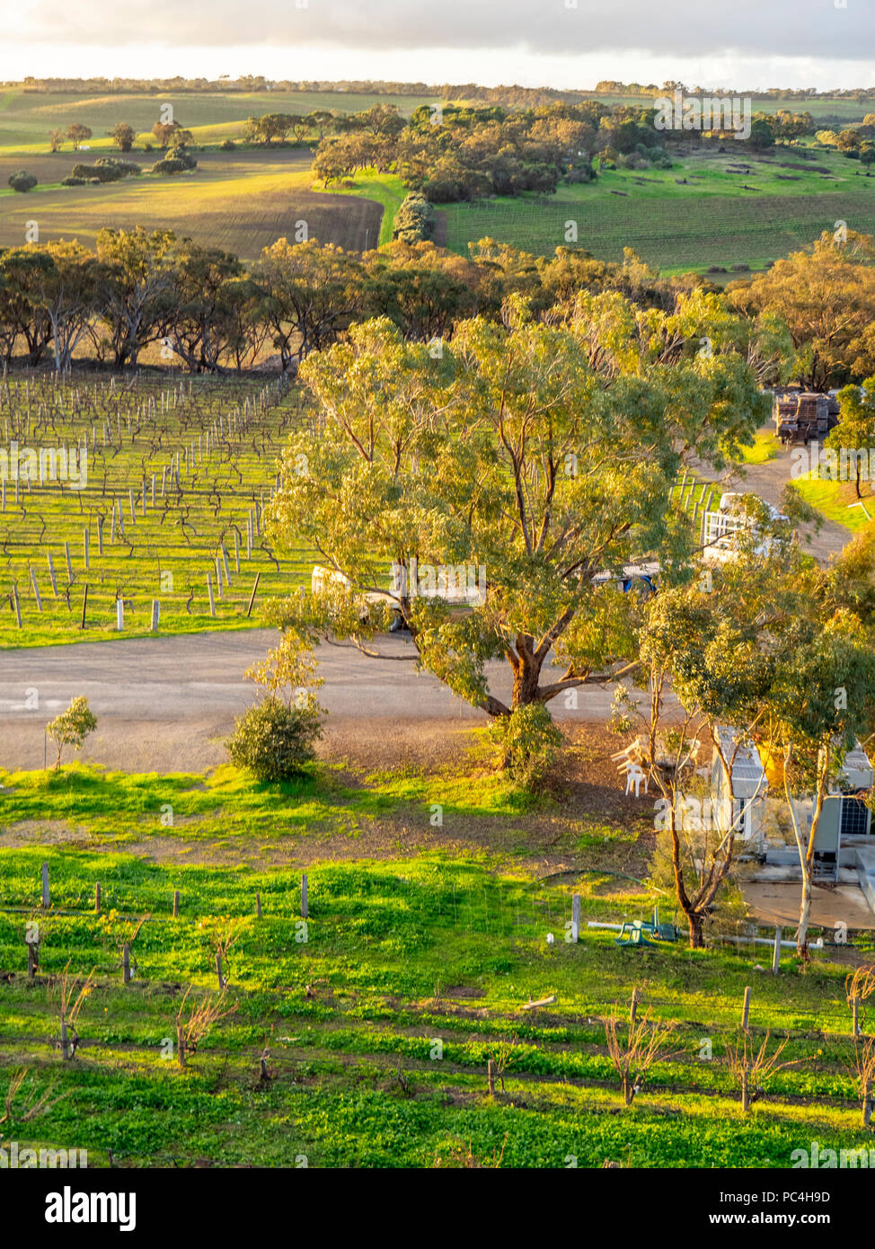 Vine vines grapevine grapevines vineyard south australia australian ...