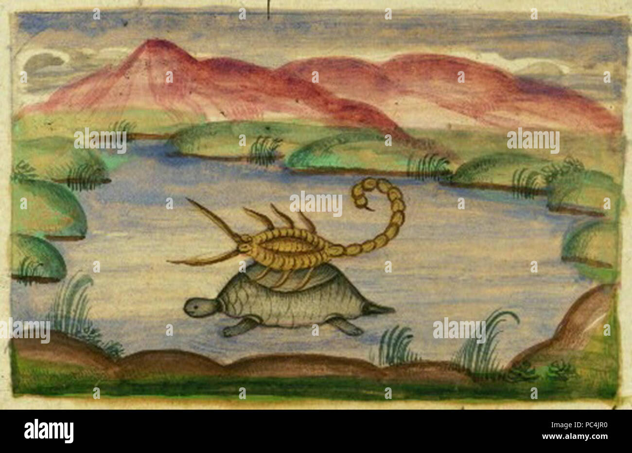 Scorpion anatomy hi-res stock photography and images - Alamy