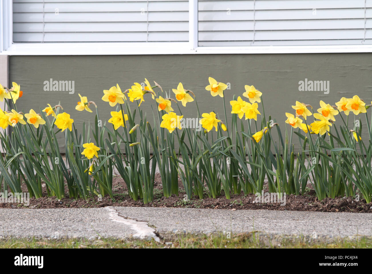 Daffodil's planted on the edge of a house Stock Photo - Alamy
