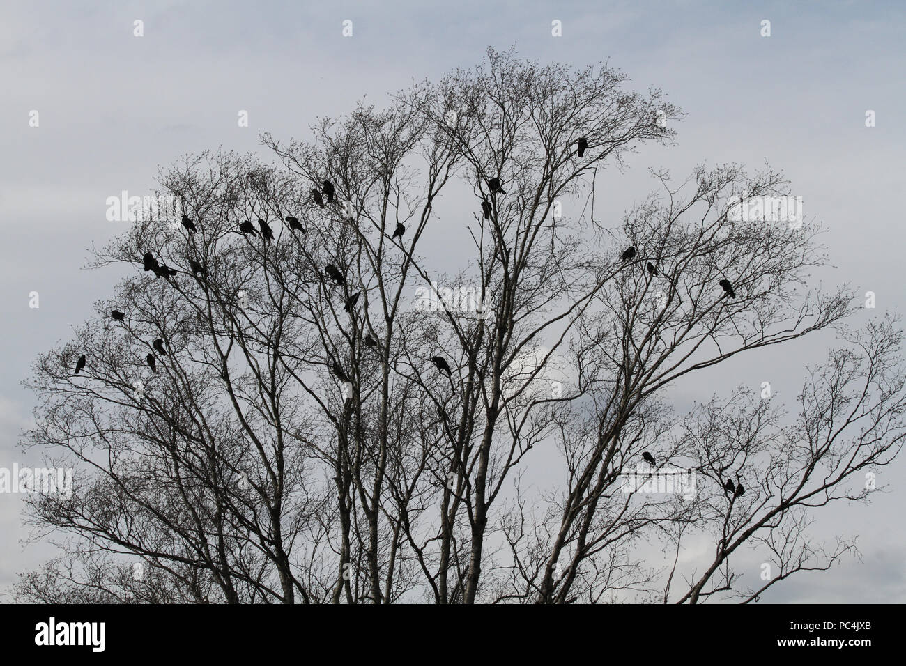 Murder of crows hi-res stock photography and images - Alamy