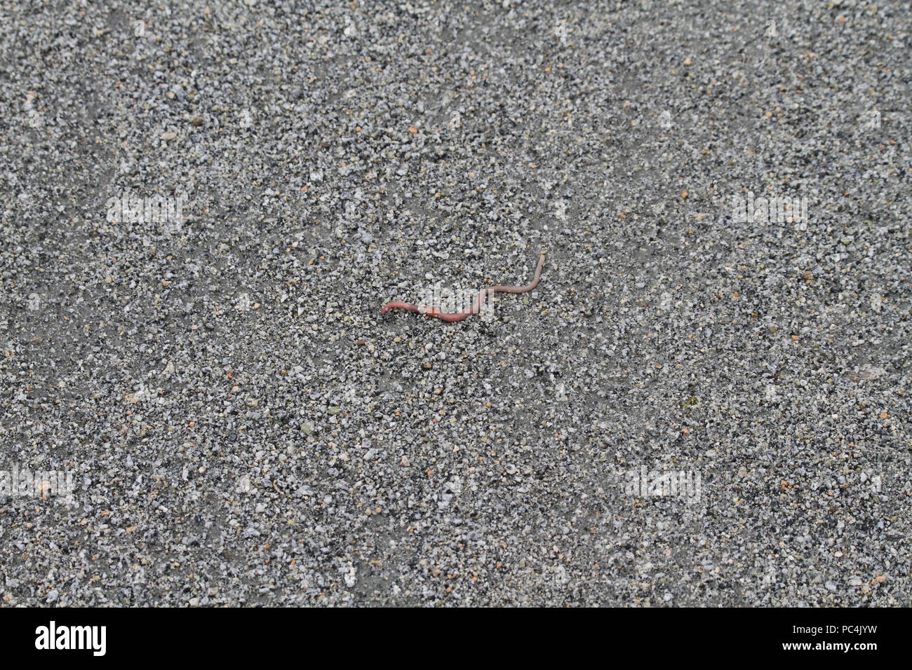 Earthworm crawling on the gravel trail after a rain shower Stock Photo ...