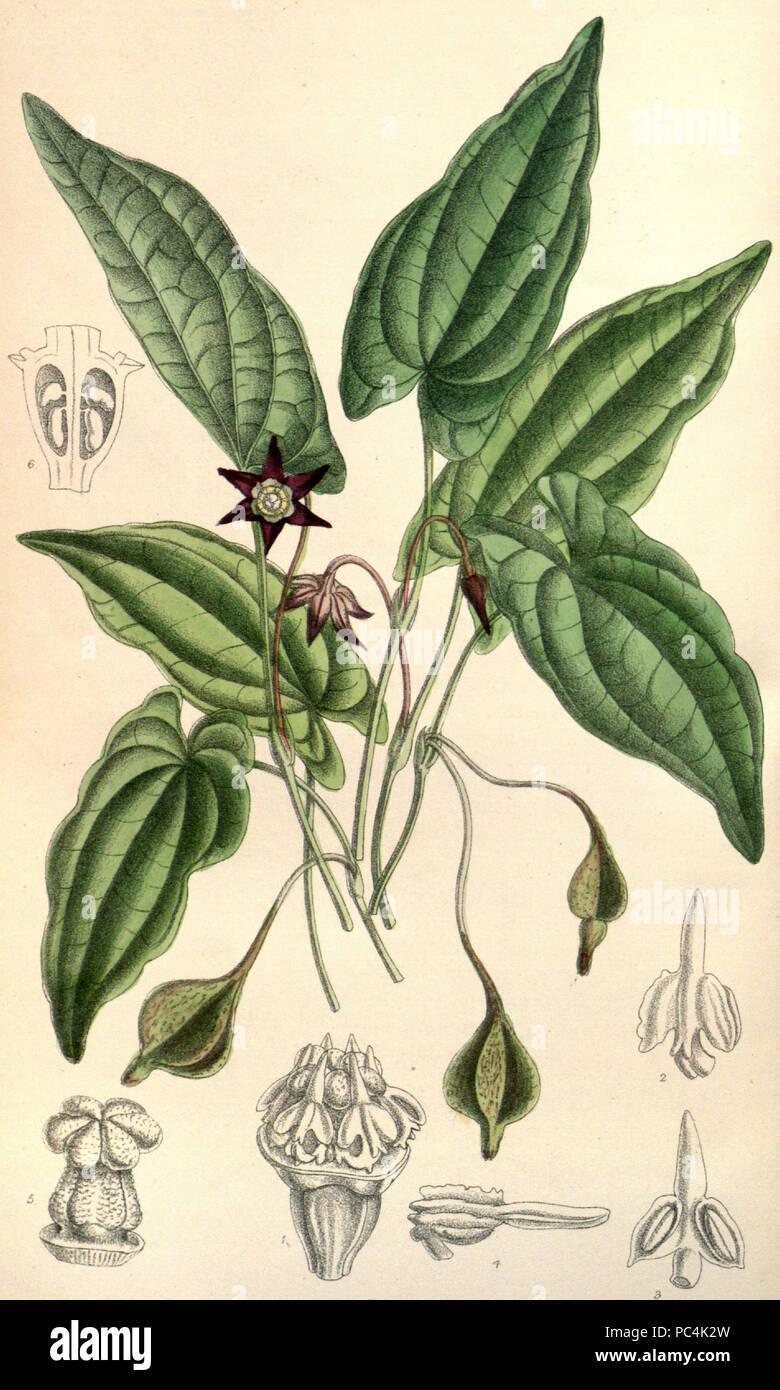 Trichopus zeylanicus plant hi-res stock photography and images - Alamy