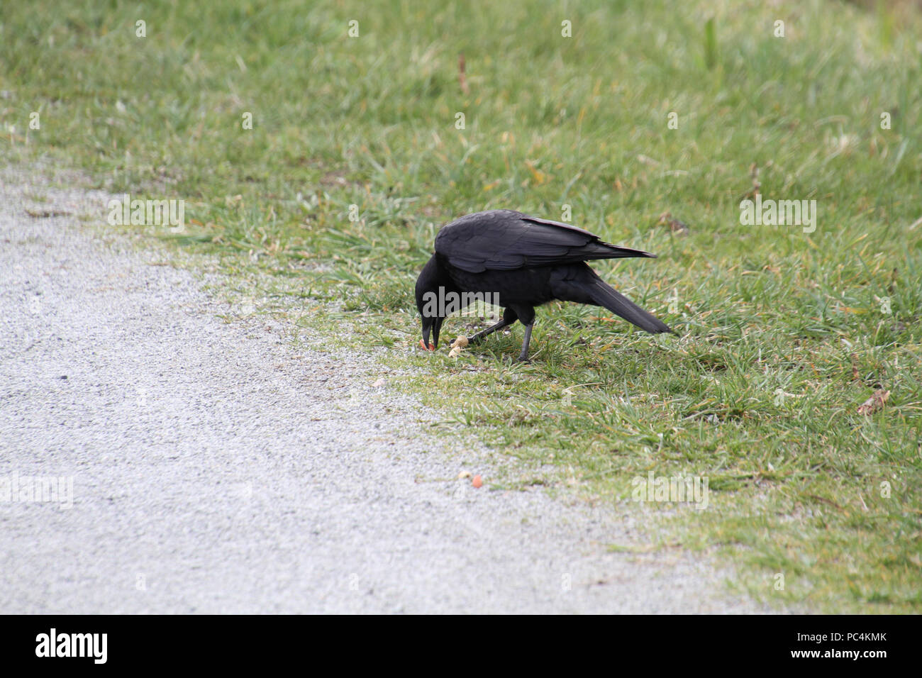 Nut cracking beak hi-res stock photography and images - Alamy