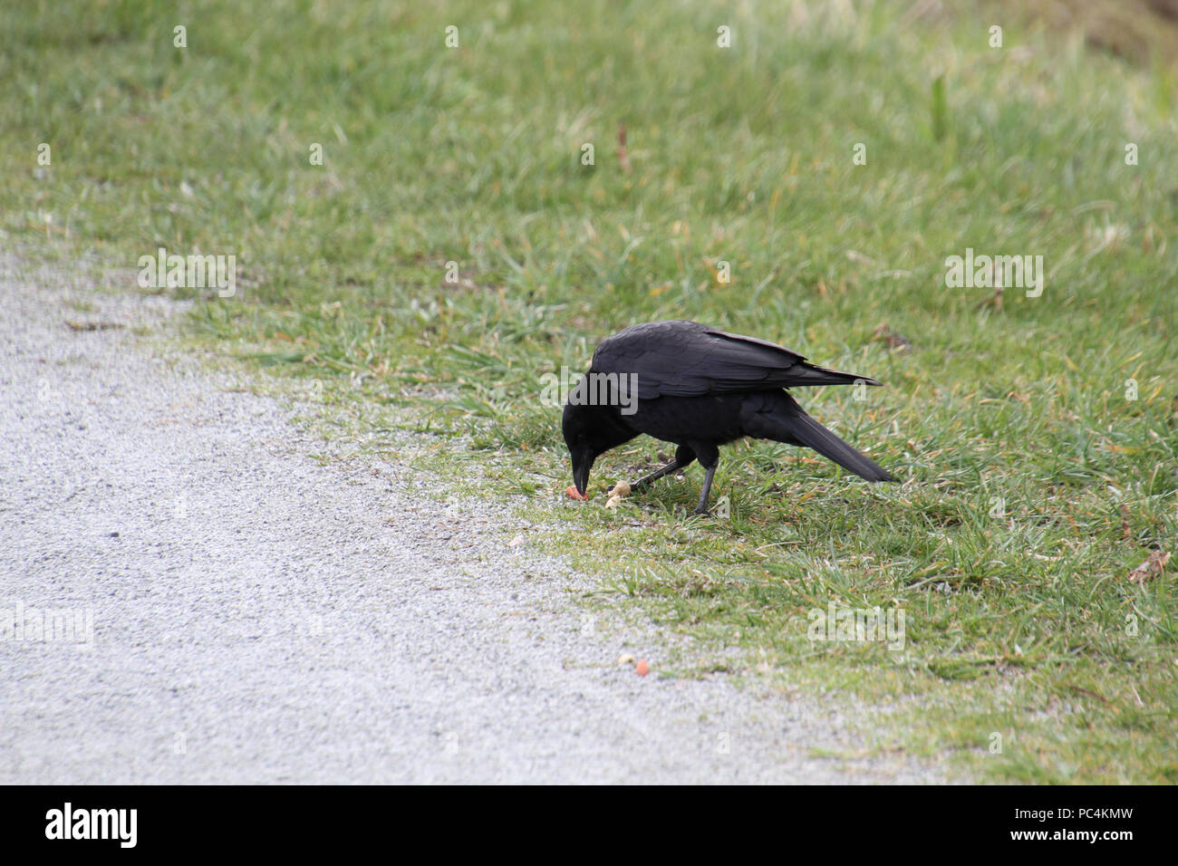 Nut cracking beak hi-res stock photography and images - Alamy