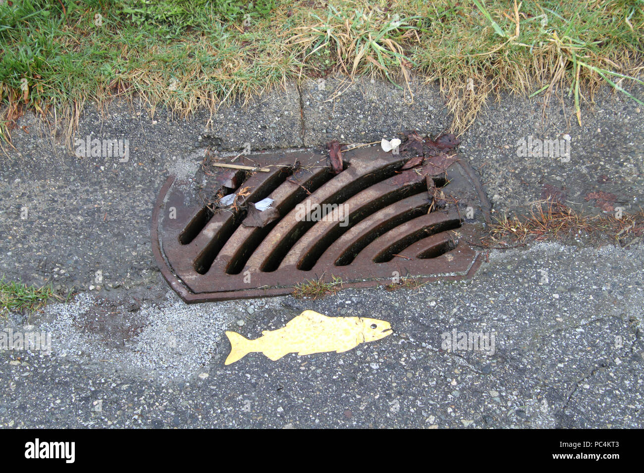 A sewer grate with a salmon painted beside it to indicate it leads to ...