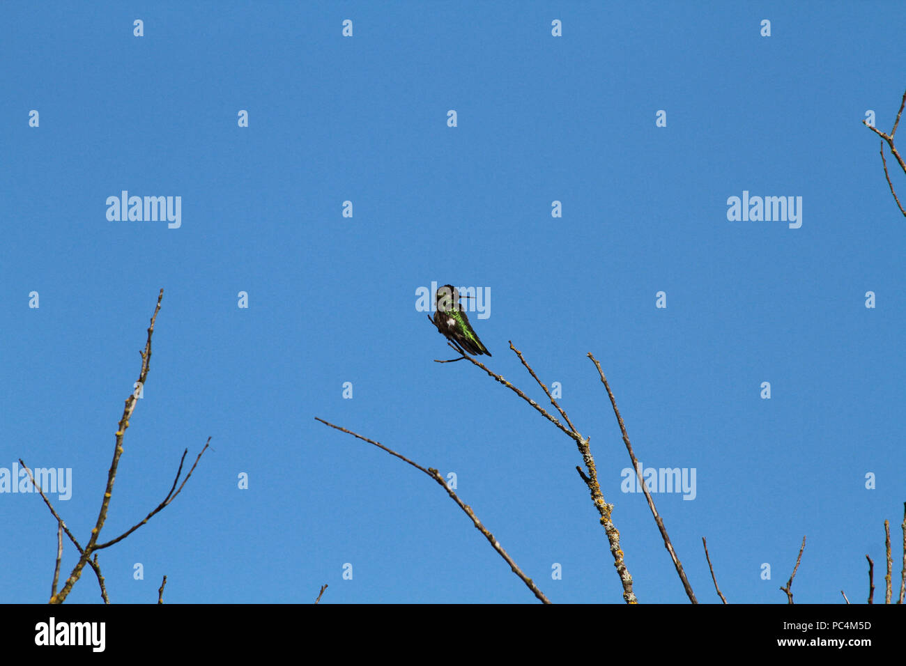 A hummingbird perched on a small branch on a spring day Stock Photo - Alamy