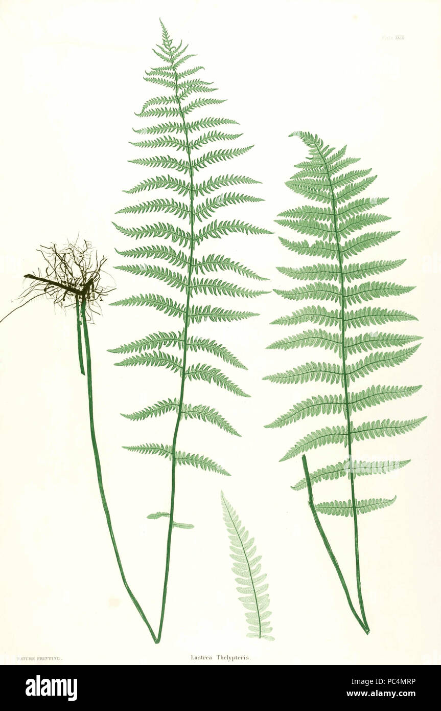 Thelypteris palustris hi-res stock photography and images - Alamy