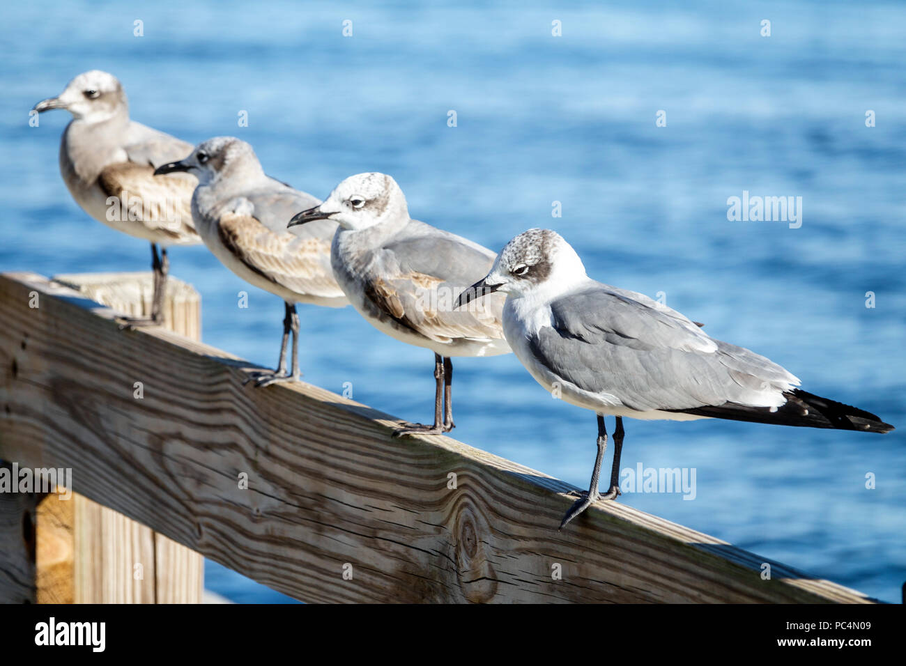 Jensen Beach Florida,Causeway Park,Indian River Lagoon,seagulls,birds ...