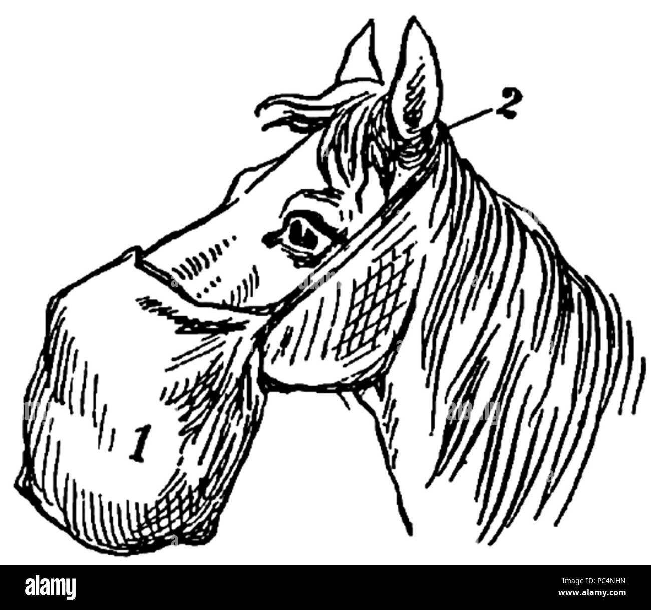 Baiera hi-res stock photography and images - Alamy