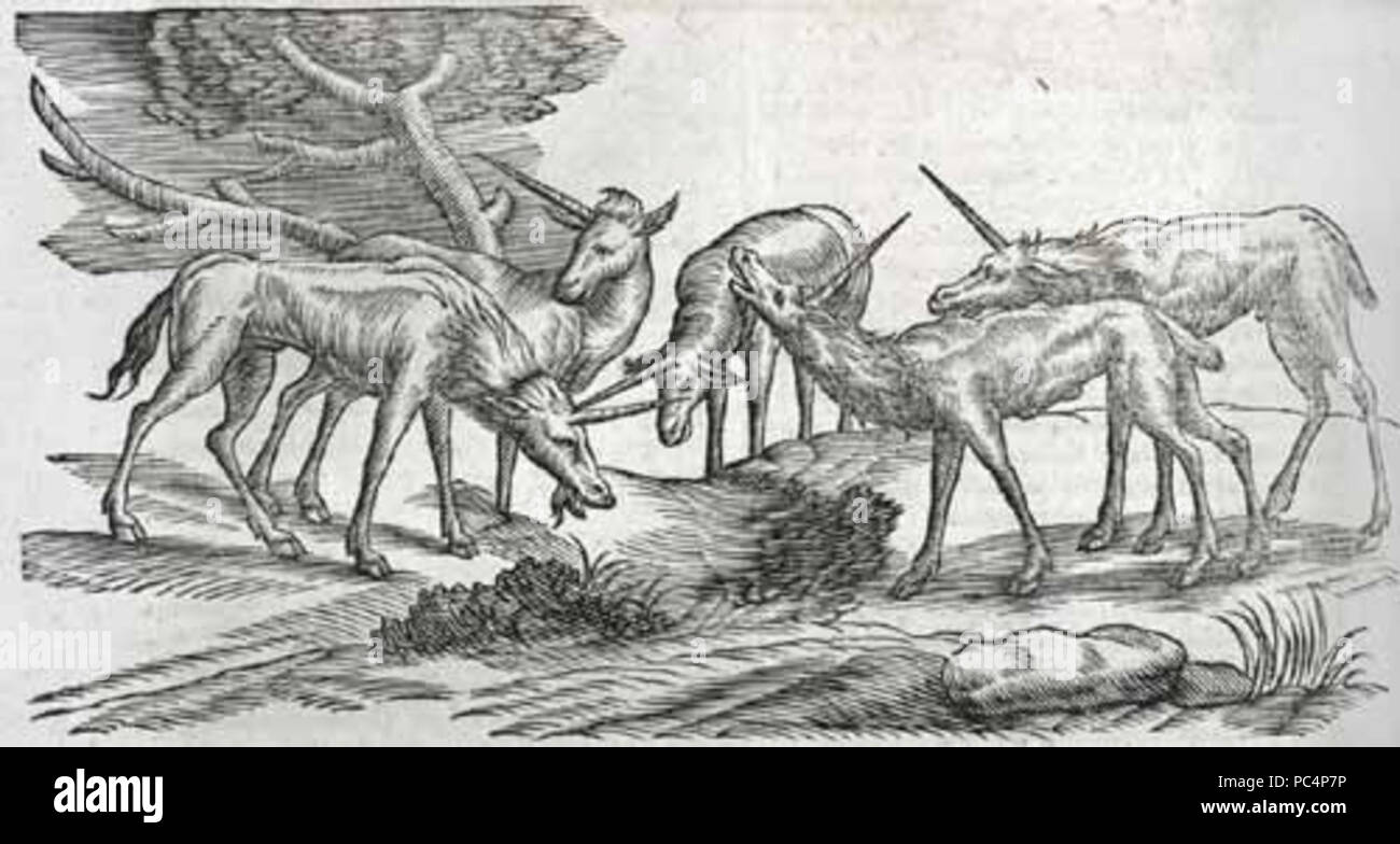 The unicorns hi-res stock photography and images - Alamy