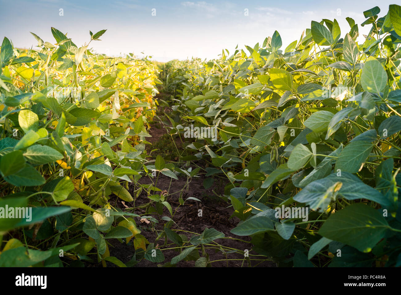 Soybean Field Rows in summer Stock Photo - Alamy
