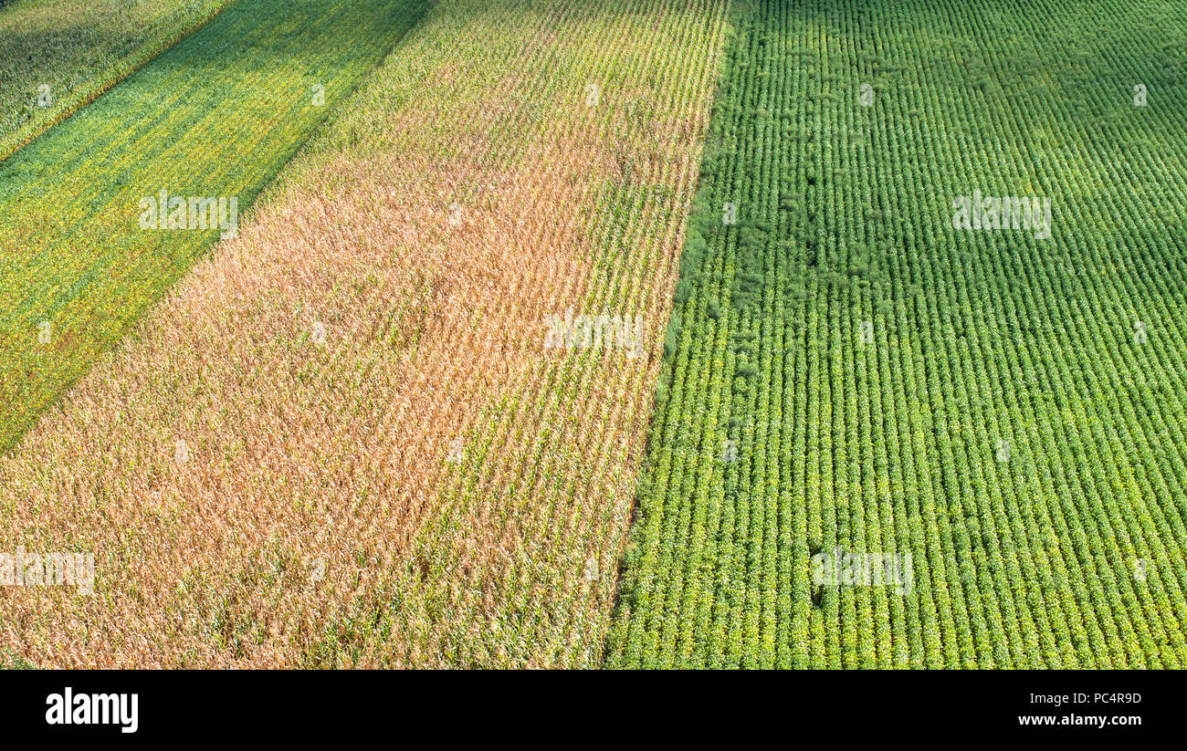 Alternating crops hi-res stock photography and images - Alamy