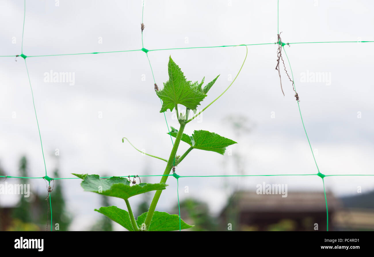 cucumber plant growing on the rope Stock Photo - Alamy