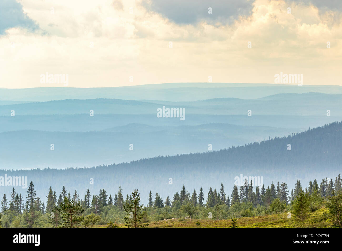 View of the forest landscape with fog and shadows Stock Photo - Alamy