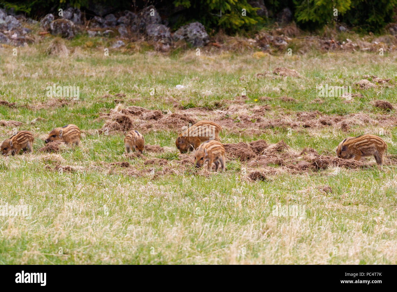 Many wild boar piglets in the grass Stock Photo - Alamy