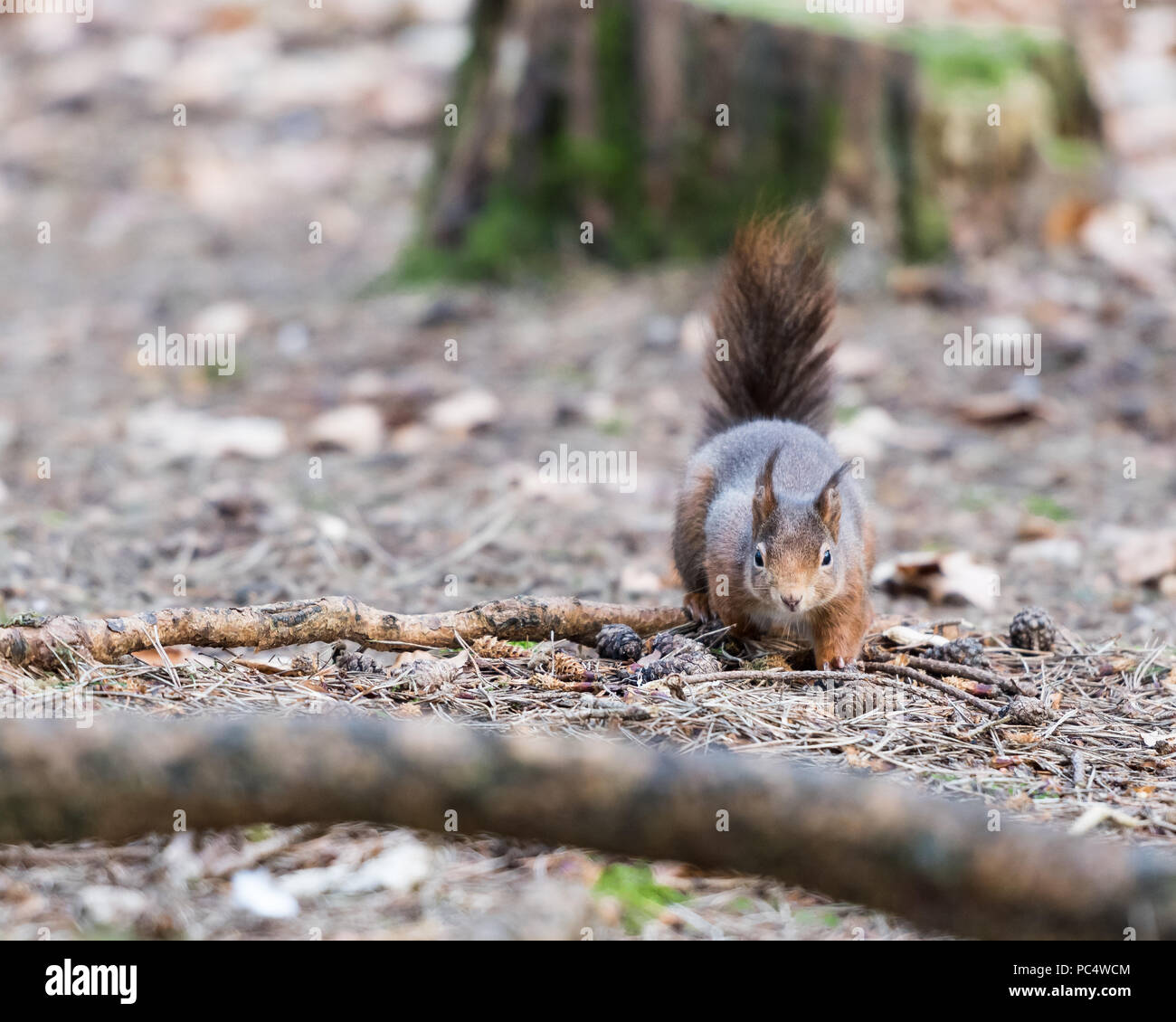 Red squirrel (Sciurus vulgaris) in Formby, England Stock Photo - Alamy