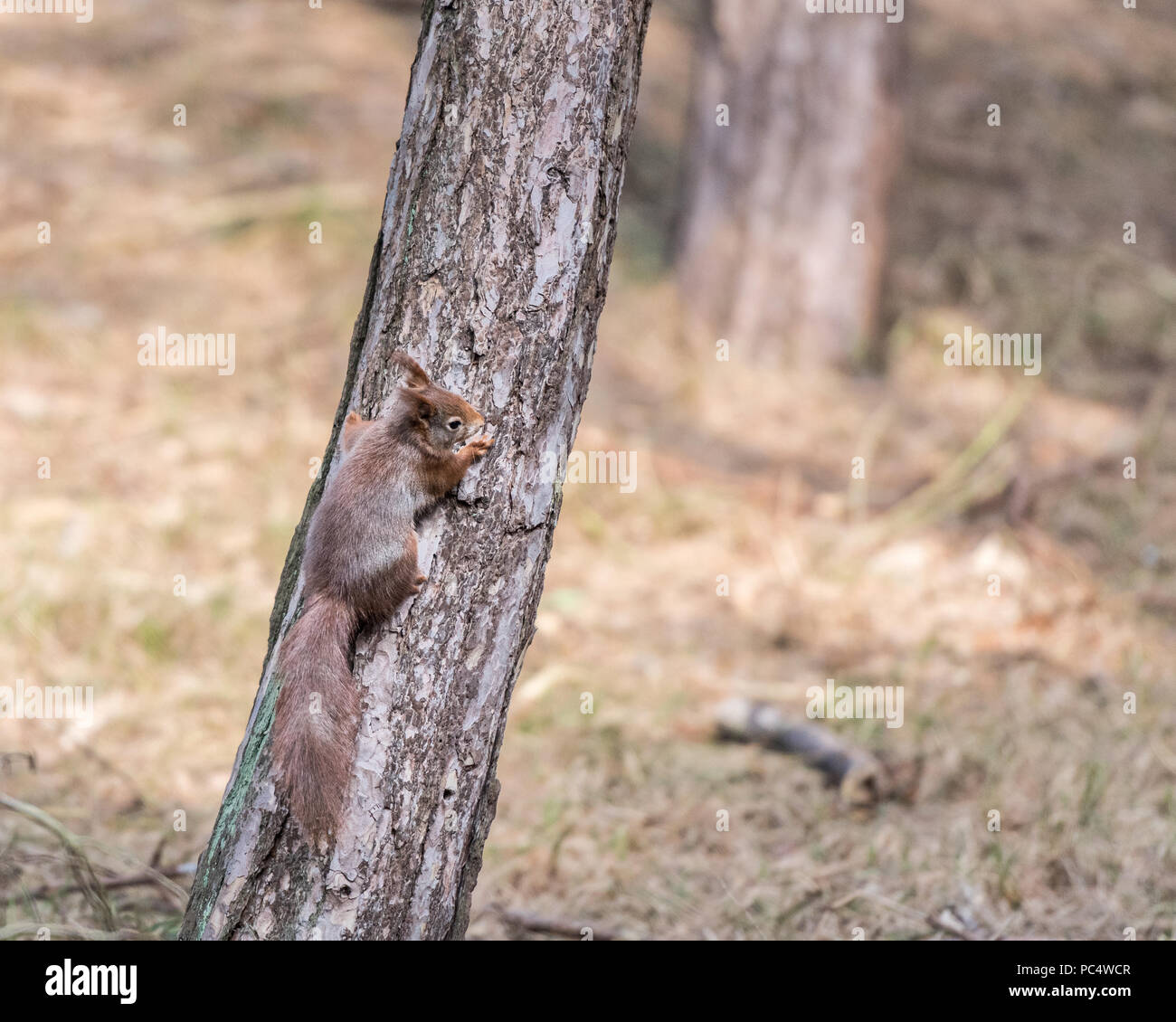 Formby national trust hi-res stock photography and images - Alamy