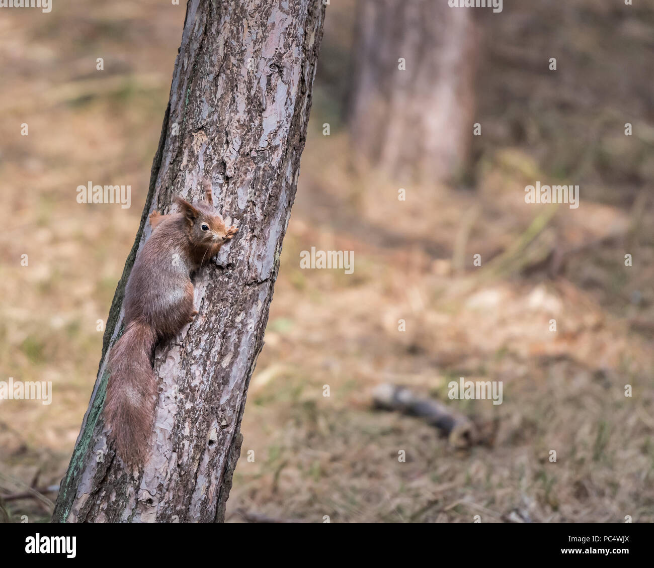 Red squirrel (Sciurus vulgaris) in Formby, England Stock Photo - Alamy