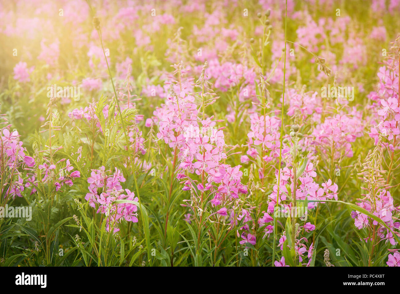 Flowers Ivan-tea, medicinal plant, inflorescence of roses in the sun ...