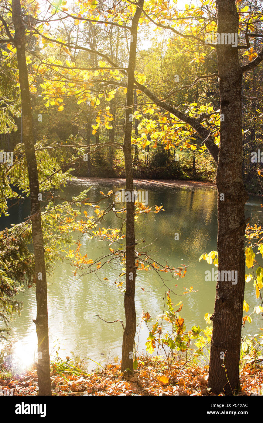 Bright Sunny sky in autumn moderate autumn forest with wild river ...