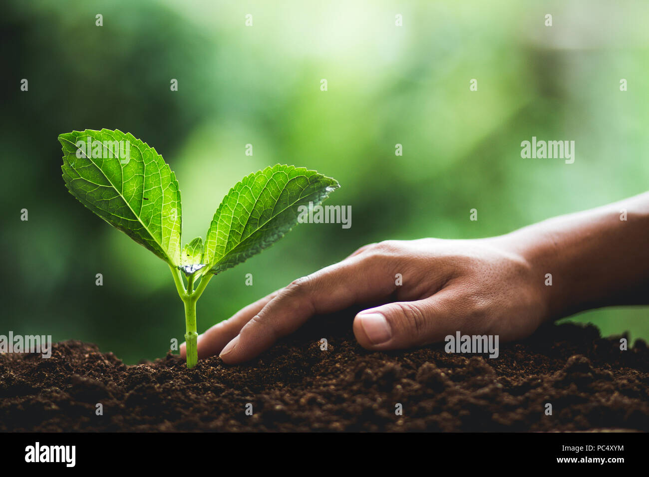 Plant seedlings in nature plant a tree natural background Plant green ...