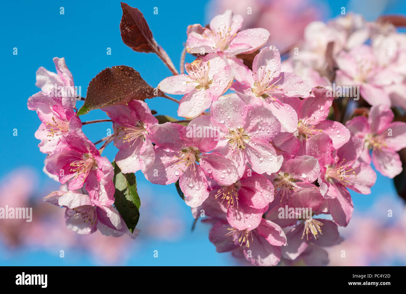 Japanese cherry, sakura, blossom flower twig on blue sky background ...