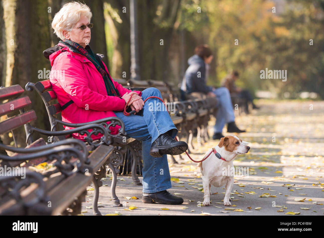 Old woman with a dog in autumn park Stock Photo - Alamy
