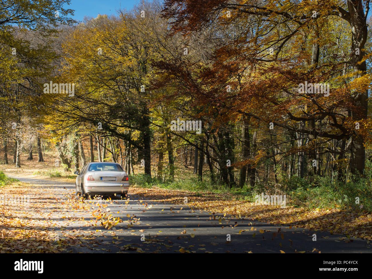 Pathway through the autumn forest in morning Stock Photo - Alamy