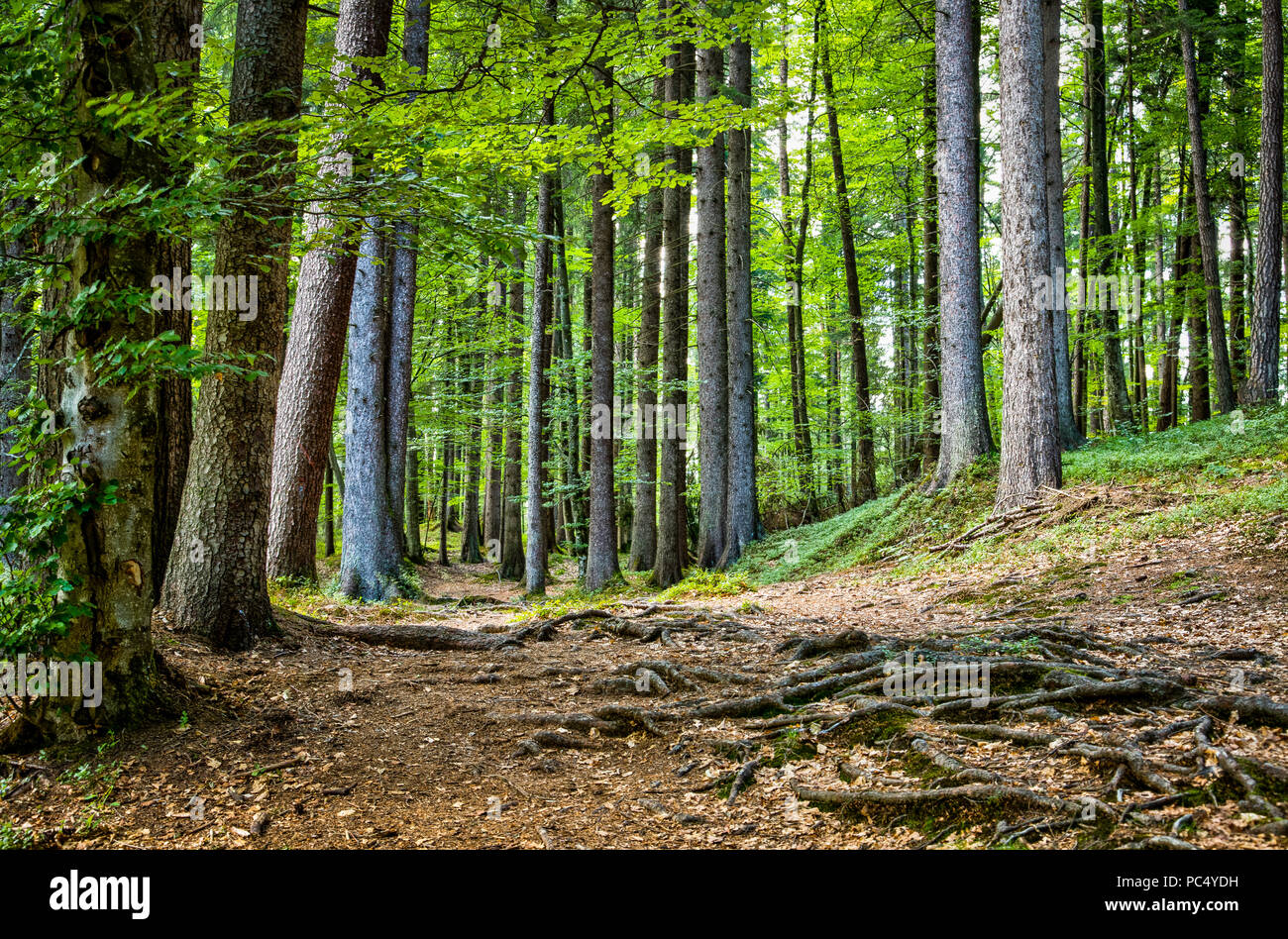 A walk in the forest Stock Photo - Alamy