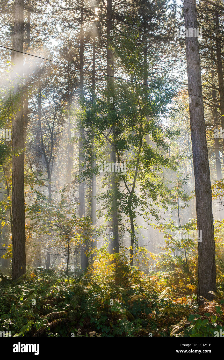 Autumn forest in the fog Stock Photo - Alamy