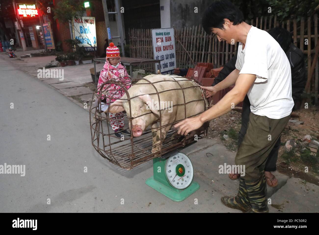Pig on weight scale. Bac Son. Vietnam. | usage worldwide Stock Photo ...