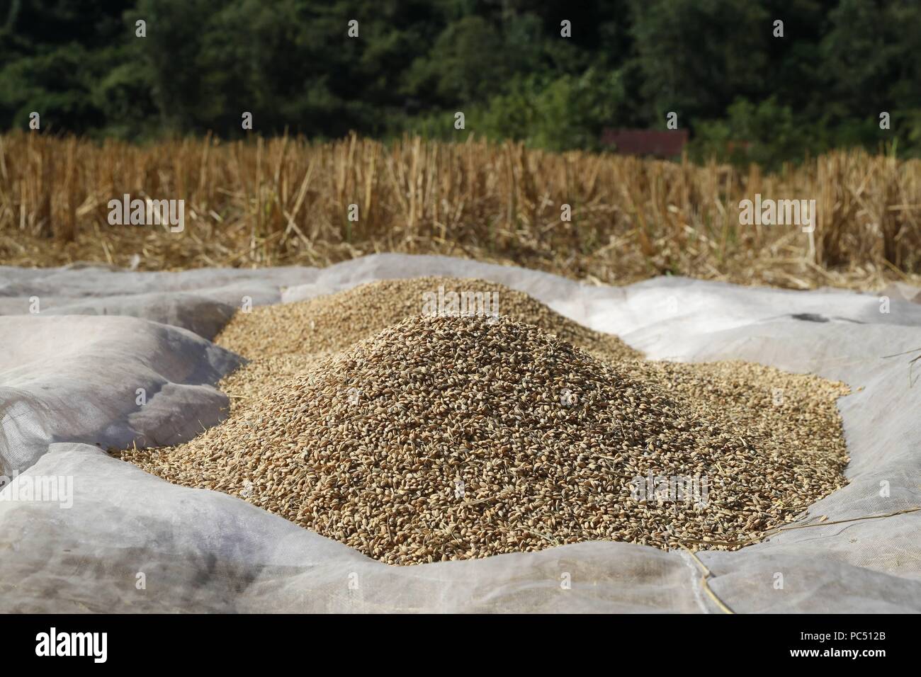 Rice drying in a rice field. Bac Son. Vietnam. | usage worldwide Stock ...