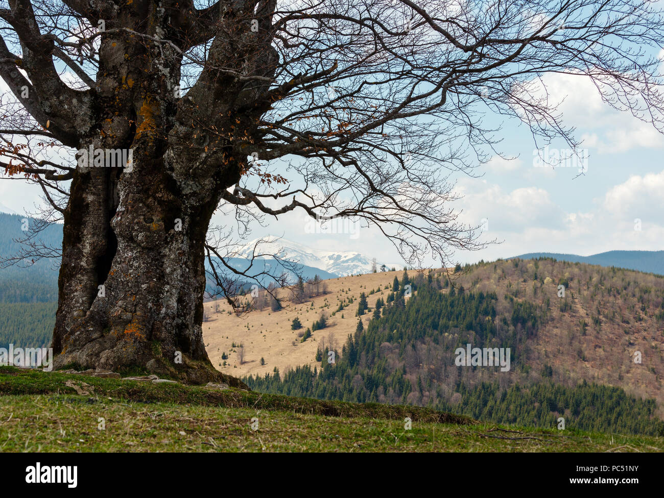 Big lonely leafless beech tree on the top of the hill in spring ...