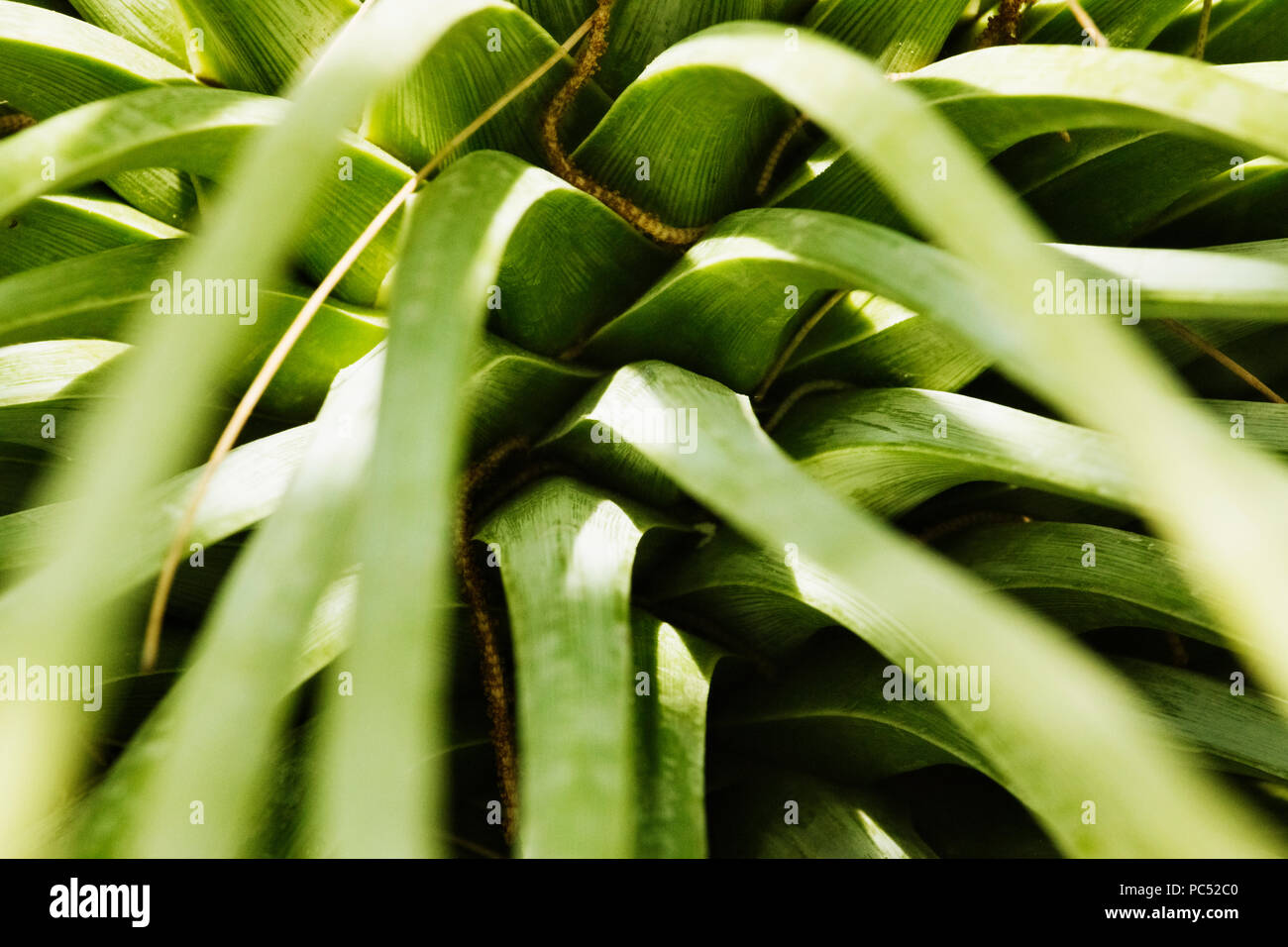 Succulent plant leaves , bright colors , high contrast , graphic effect ...