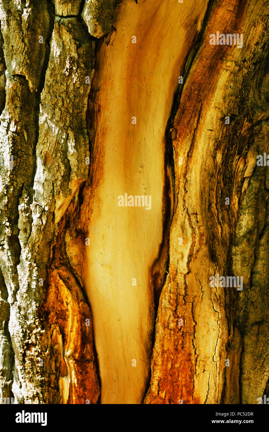 Tree trunk , vertical composition ,saturated colors ,front view Stock ...